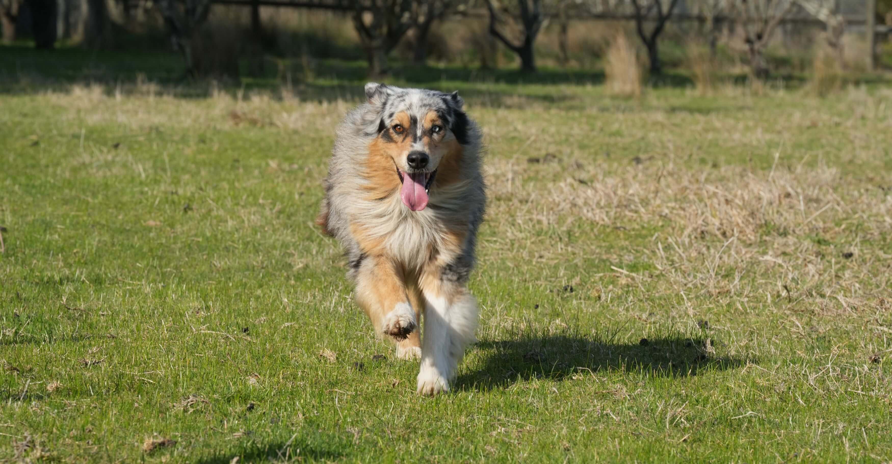 5 Hounds by Dr. Will