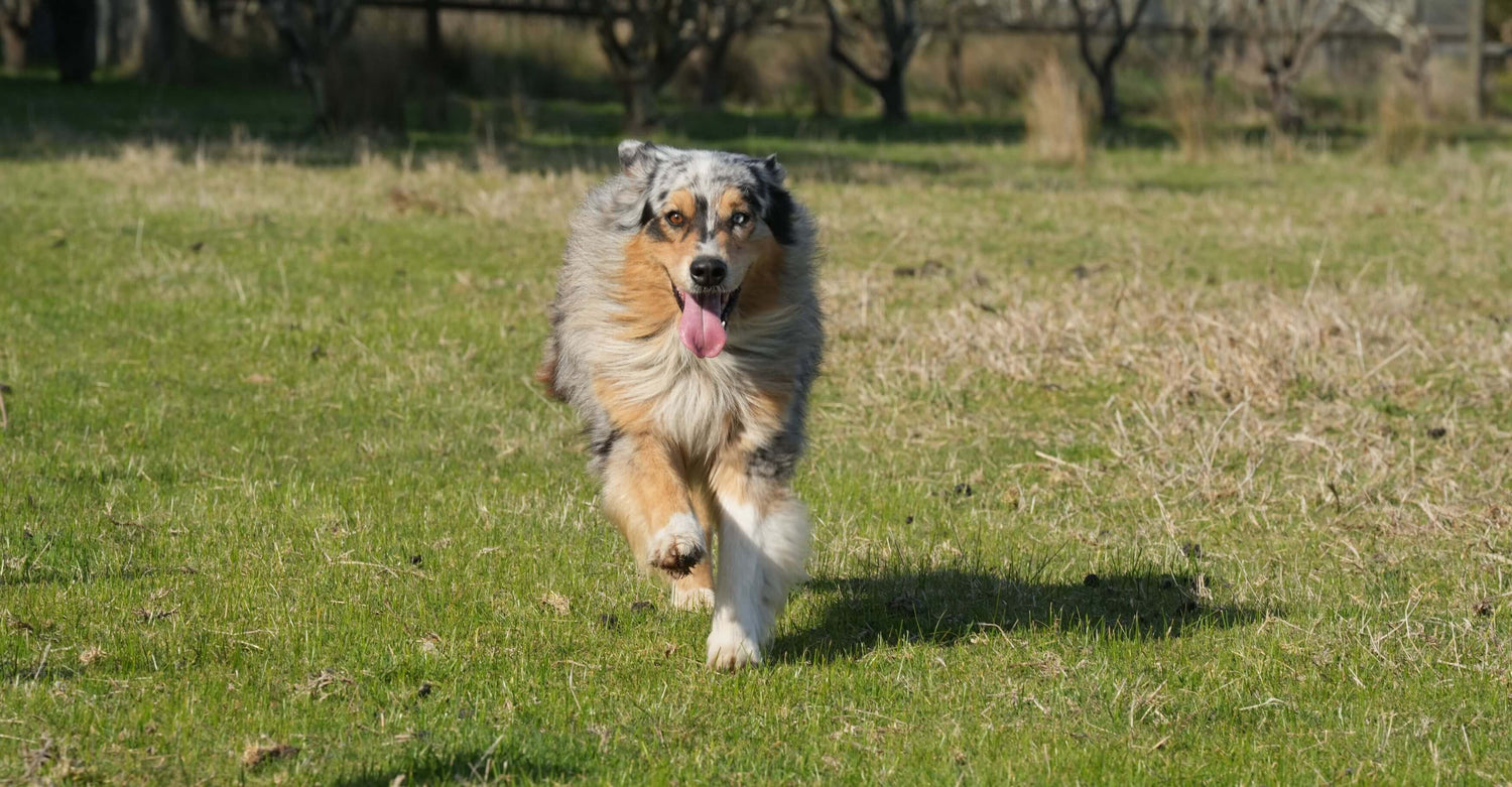 5 Hounds by Dr. Will