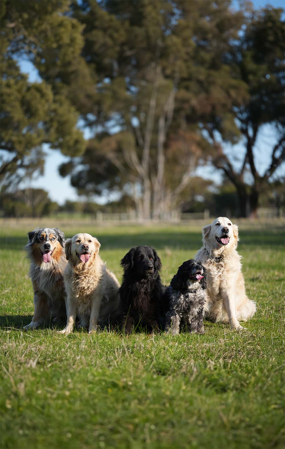 The Story Behind 5 Hounds by Dr Will