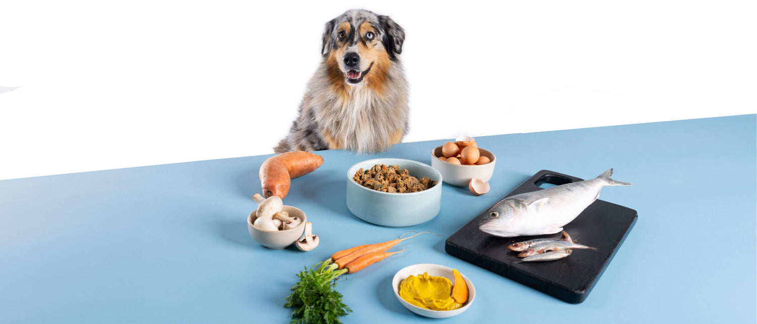 Vet-Designed Dog Food Delivery Subscription | 5 Hounds