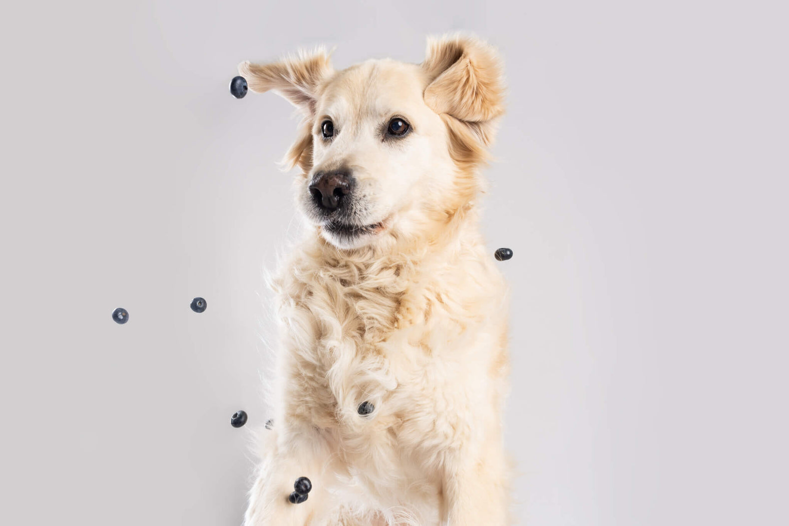 How It Works – 5 Hounds