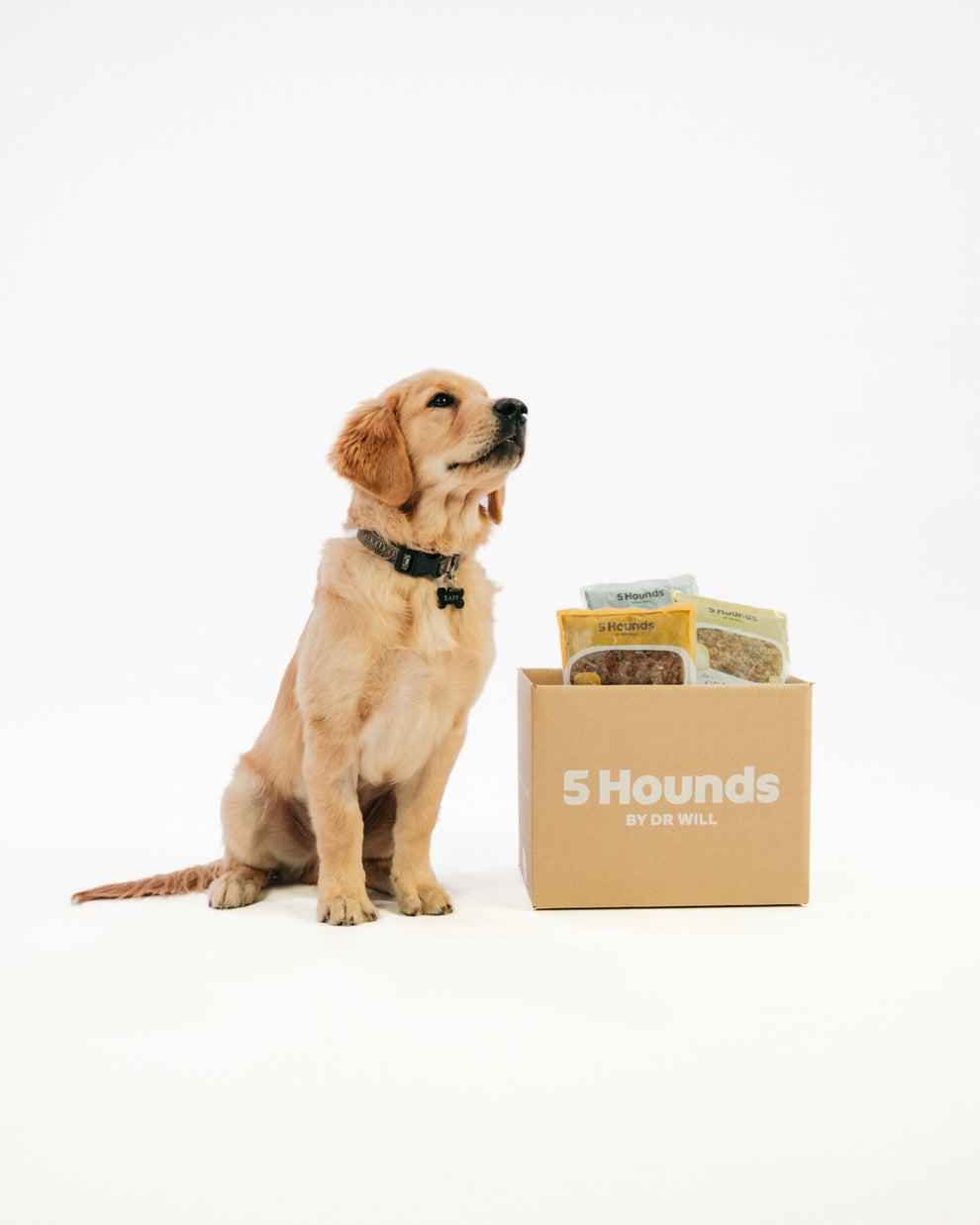 Healthy Dog Meal Plan for Sensitive Pups | 5 Hounds by Dr Will