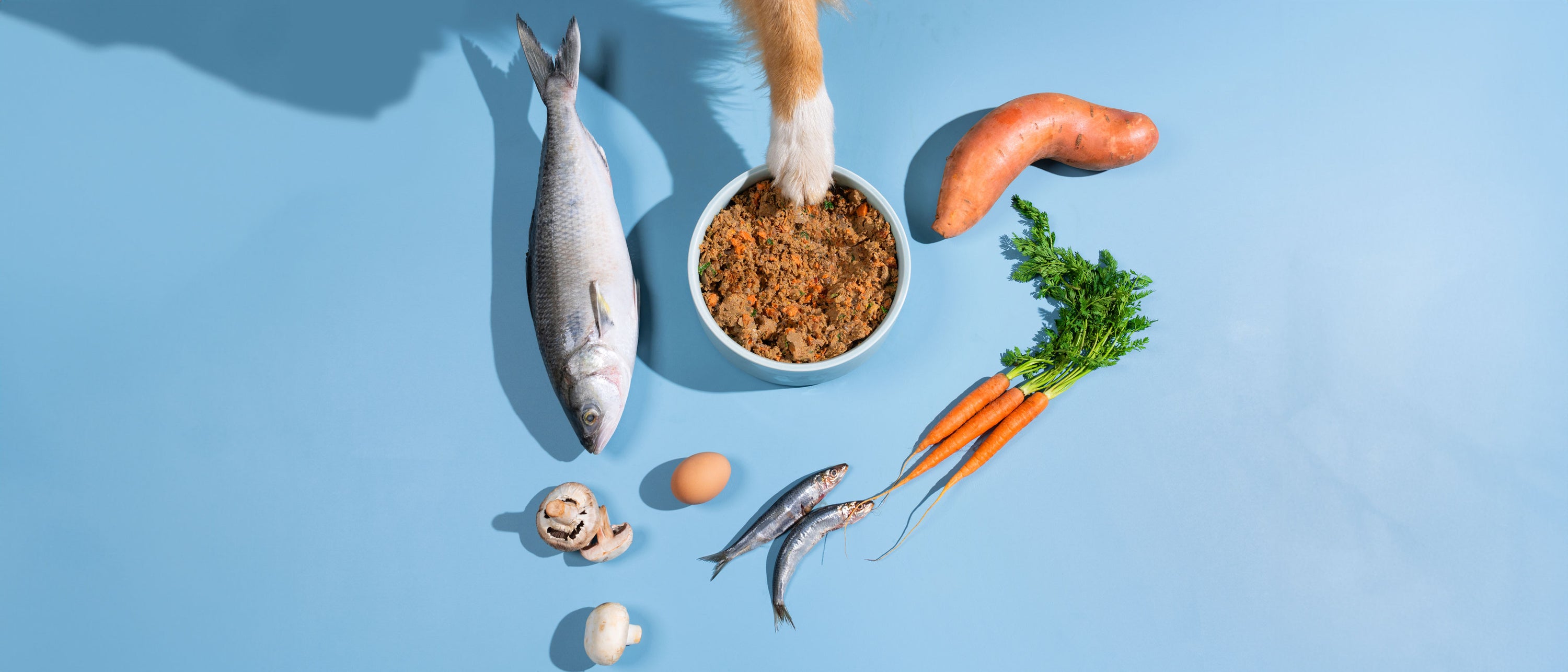 Fish Dog Food - Healthy & Omega-3 Rich | 5 Hounds by Dr Will