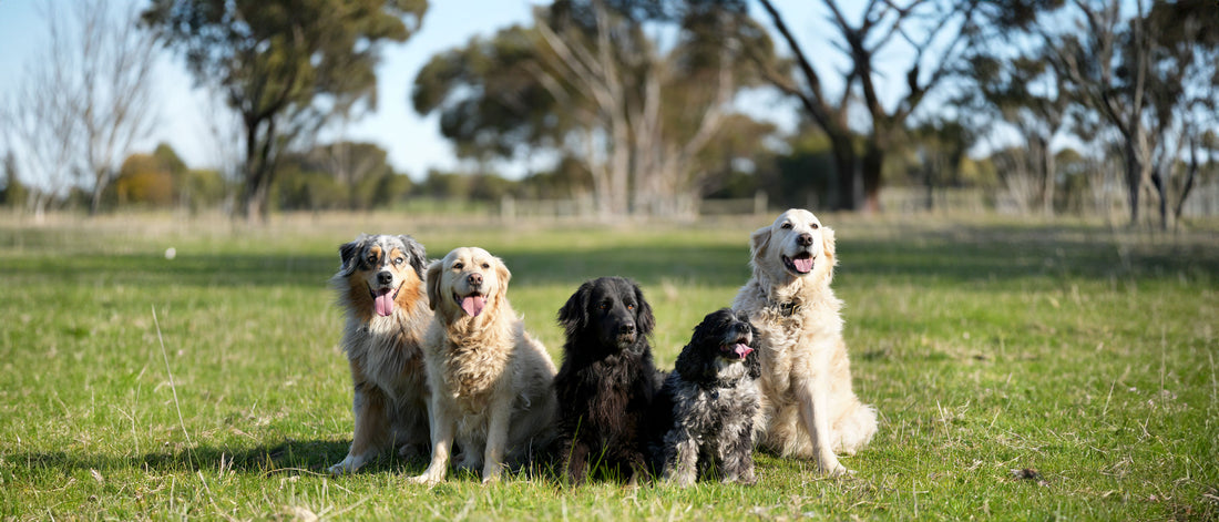 The Story Behind 5 Hounds by Dr Will