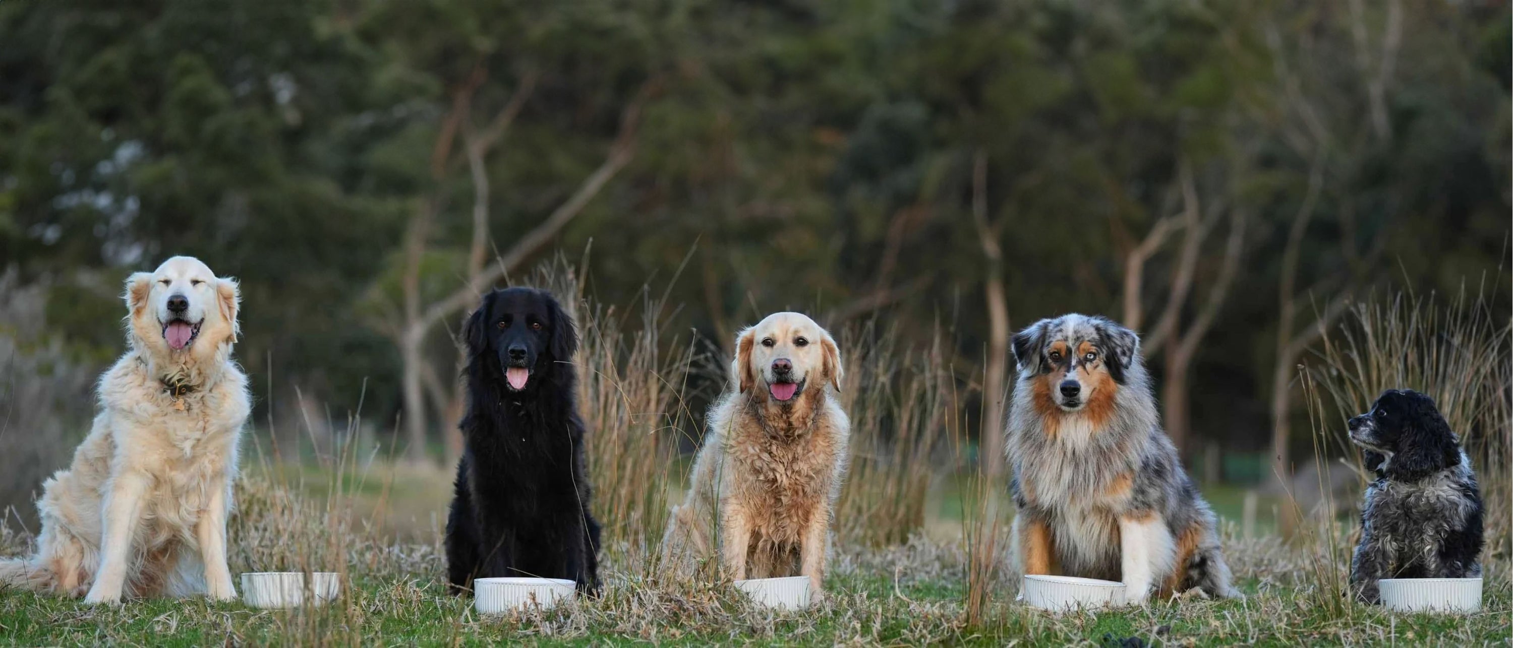 Fresh & Healthy Dog Food - Human Grade | 5 Hounds by Dr Will