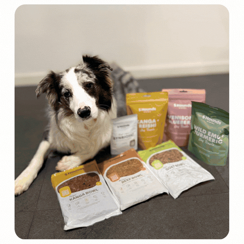 Healthy Dog Meal Plan for Sensitive Pups | 5 Hounds by Dr Will