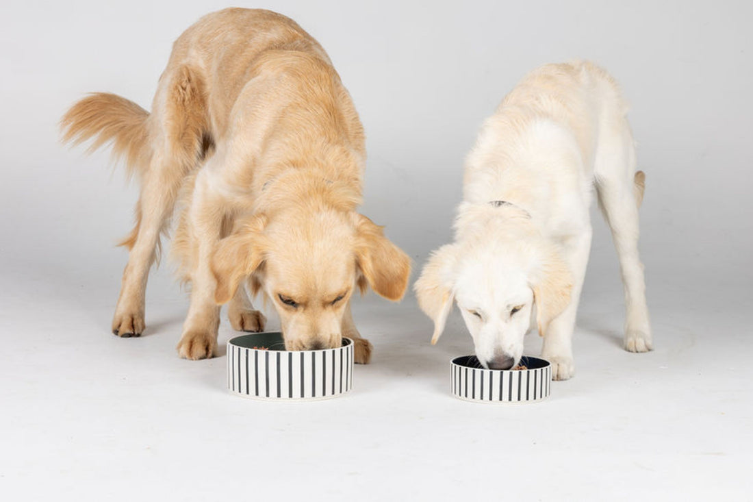 Single Protein, Gently Cooked Dog Food | 5 Hounds by Dr Will