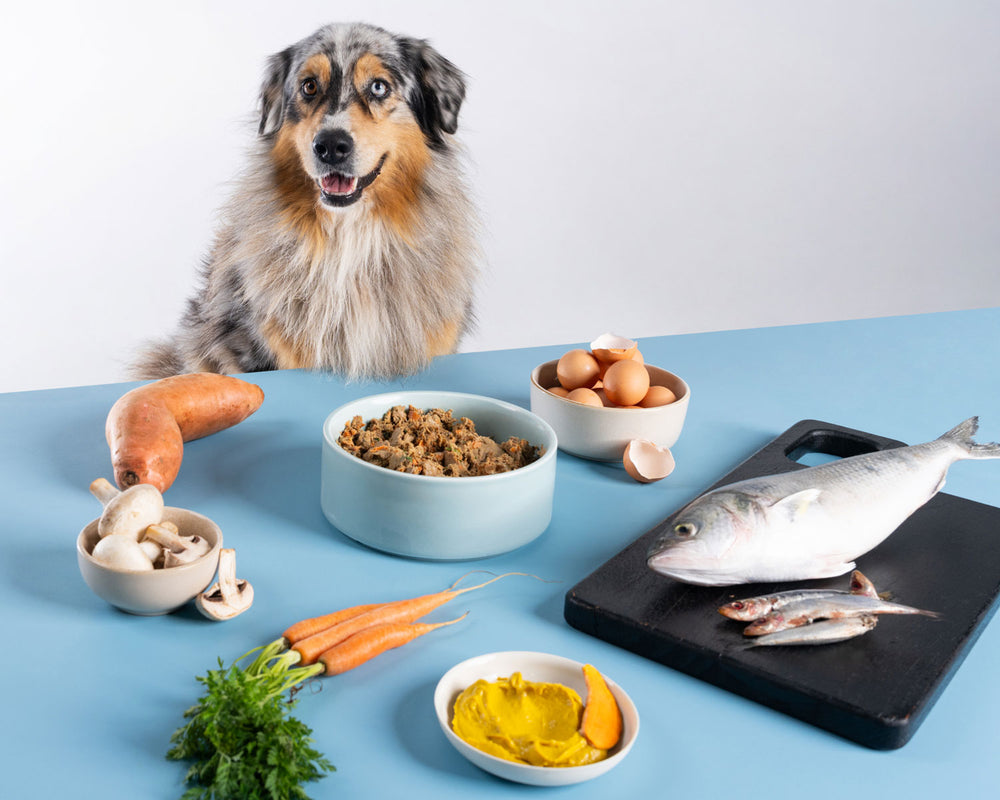Fish Dog Food - Healthy & Omega-3 Rich | 5 Hounds by Dr Will